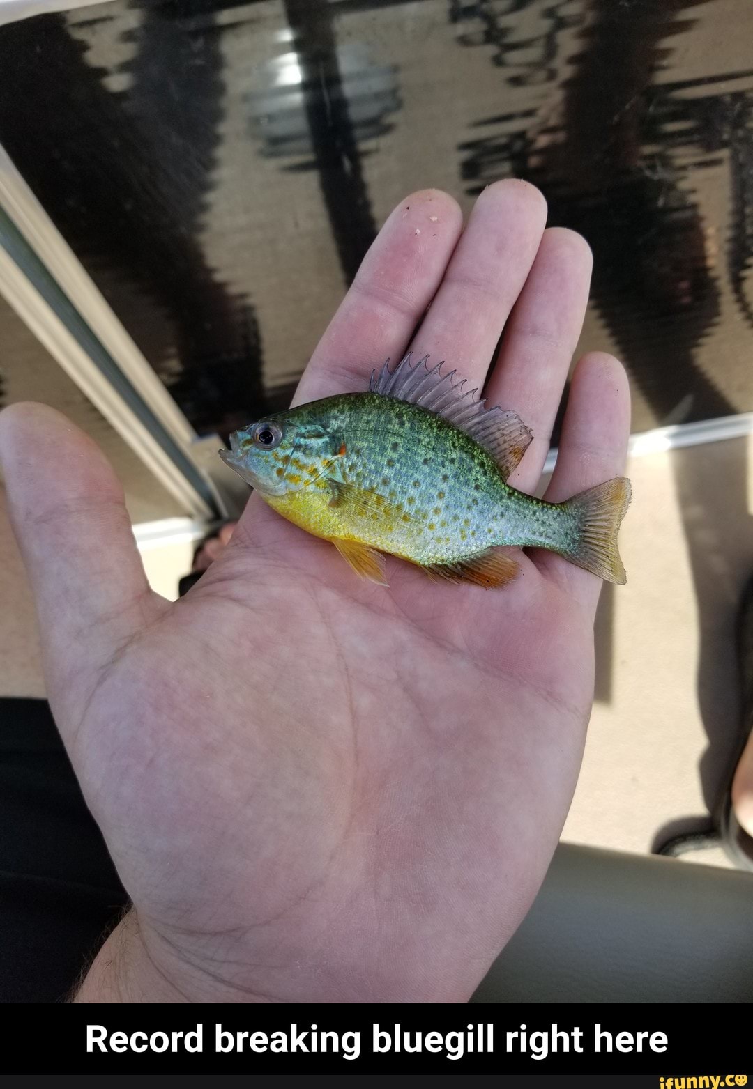 Record breaking bluegill right here - Record breaking bluegill right ...