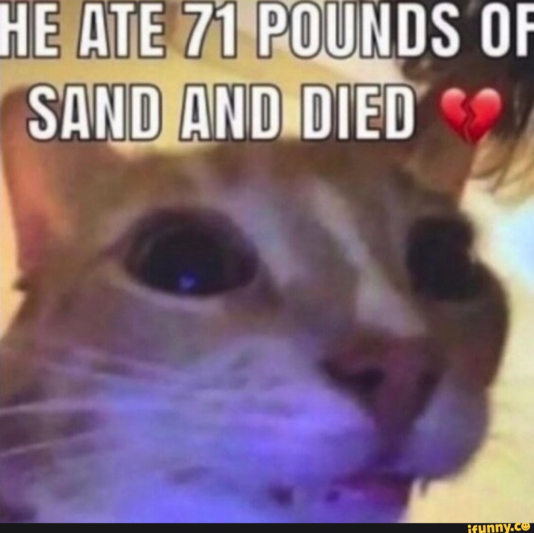 Bau memes. Best Collection of funny Bau pictures on iFunny