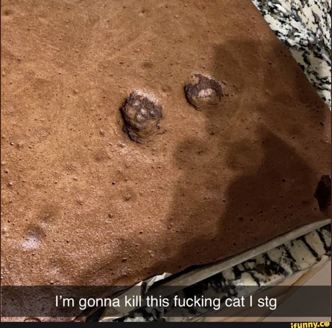 I'm gonna kill this fucking cat I stq - iFunny