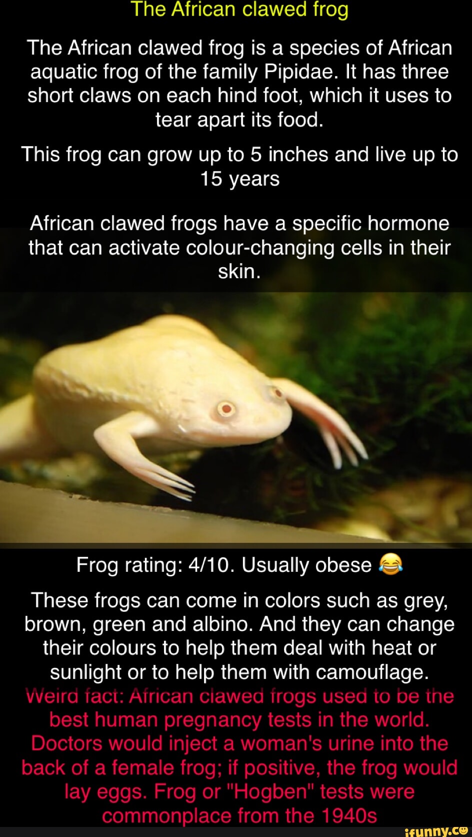 The African clawed frog The African clawed frog is a species of African ...