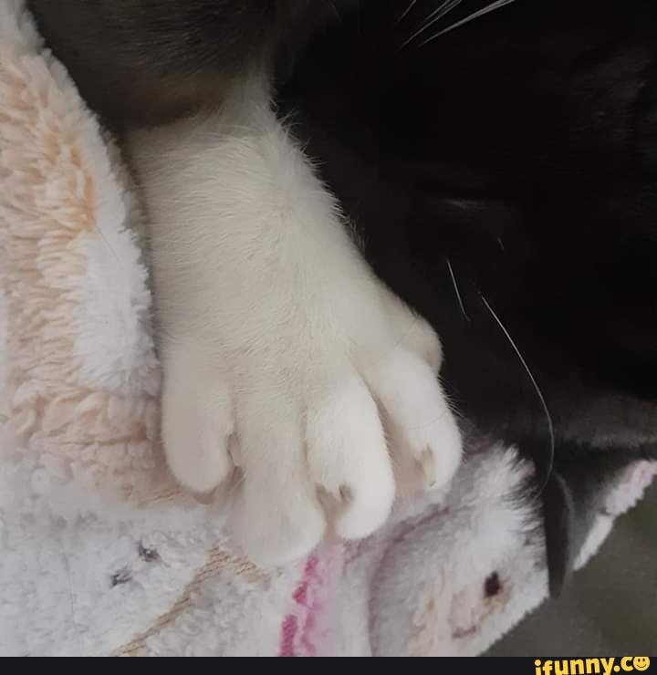 Polydactyly memes. Best Collection of funny Polydactyly pictures on iFunny