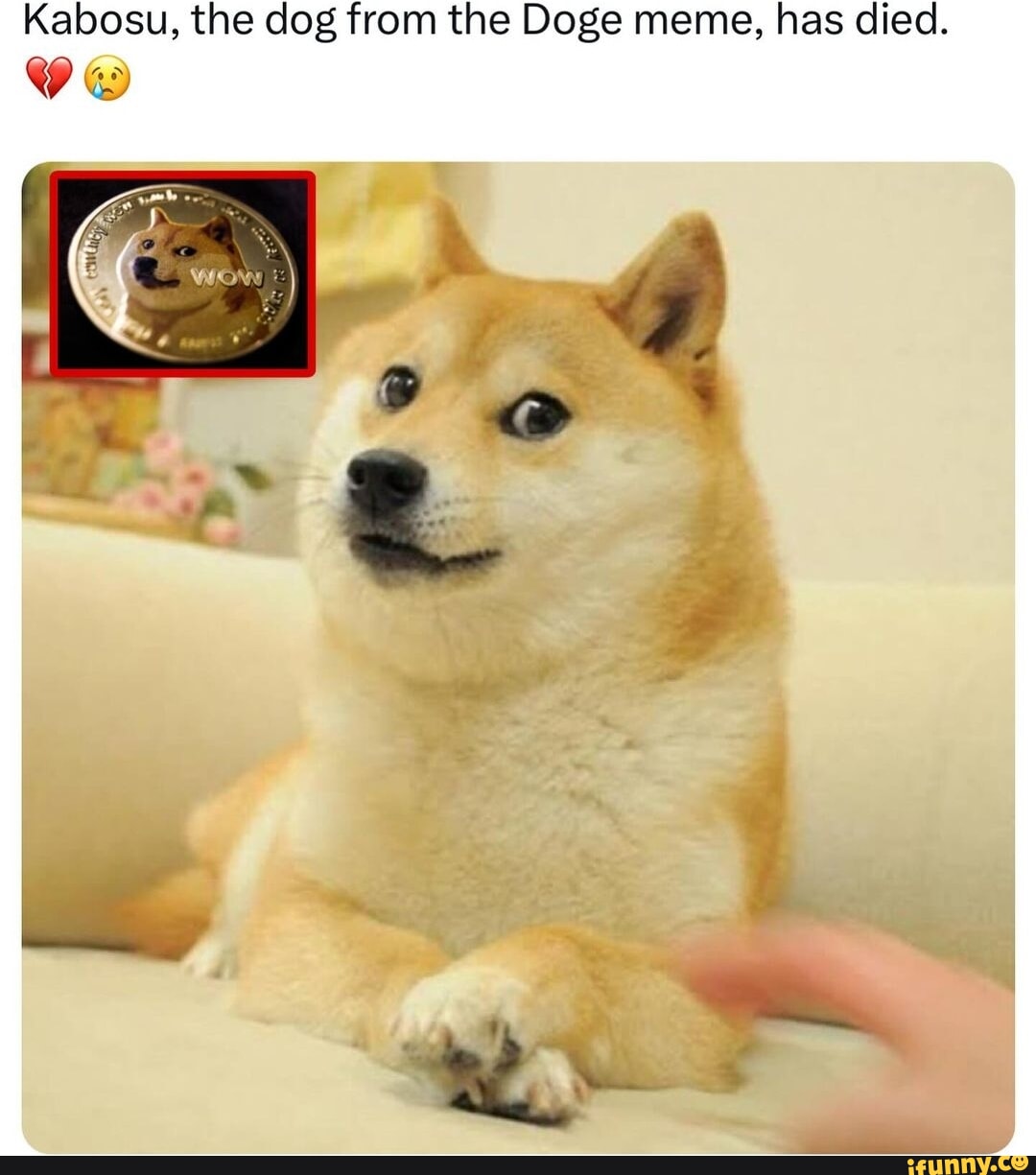 Kabosu, the dog from the Doge meme, has died. - iFunny