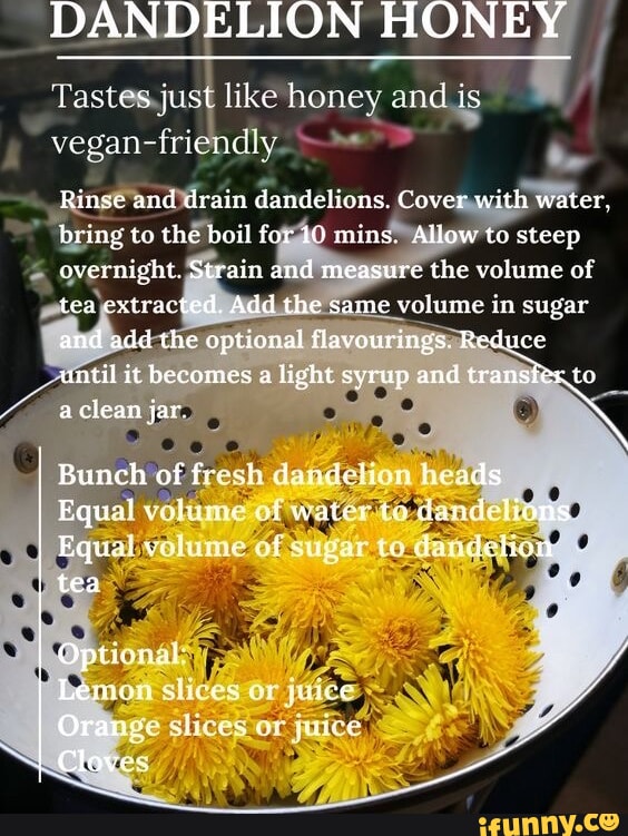 Dandelions memes. Best Collection of funny Dandelions pictures on iFunny