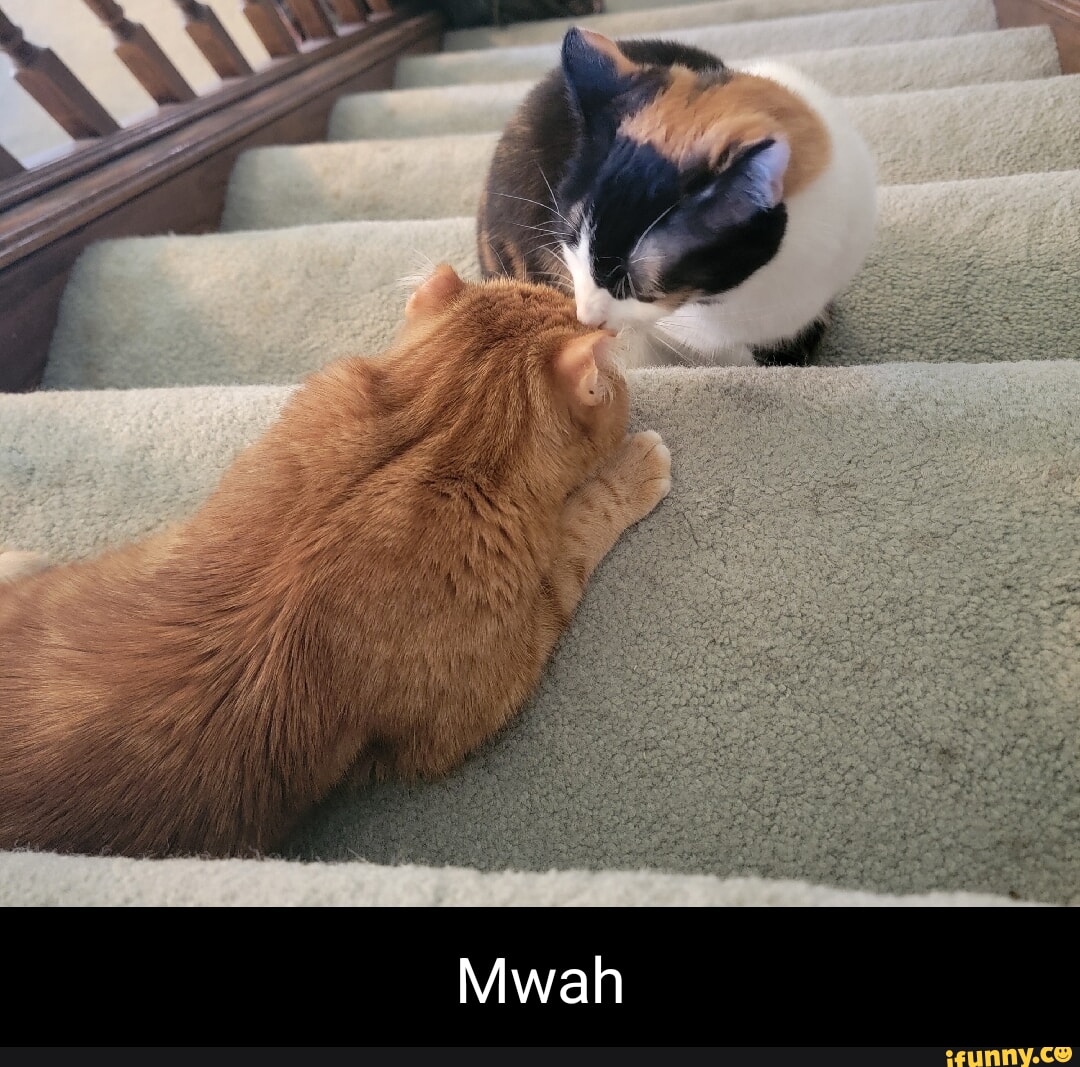 Tilly memes. Best Collection of funny Tilly pictures on iFunny