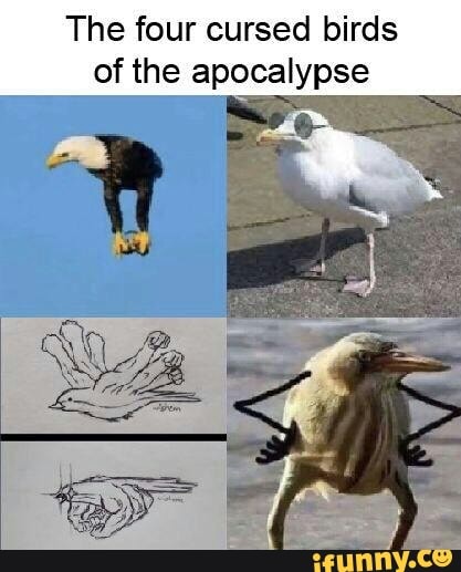 The four cursed birds of the apocalypse - iFunny