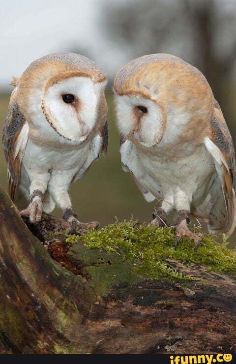 Barn_owl memes. Best Collection of funny Barn_owl pictures on iFunny