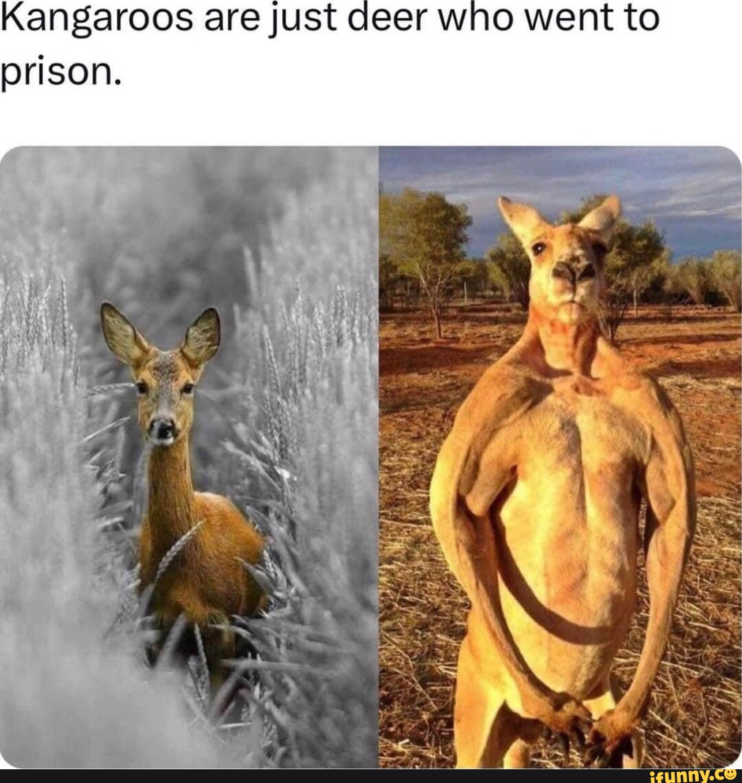 Kangaroos are Just deer who went to prison. - iFunny
