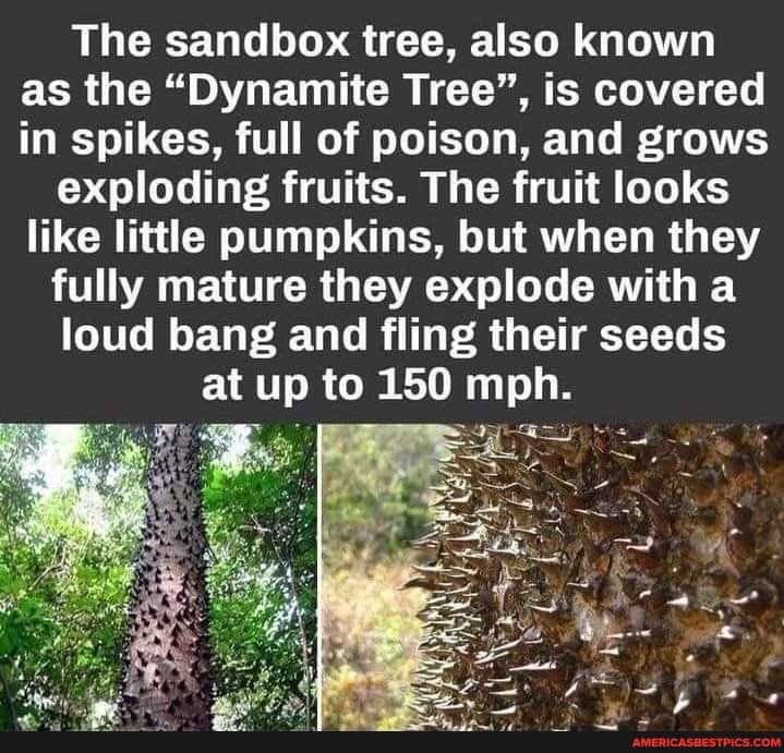 The sandbox tree, also known as the "Dynamite Tree", is covered in ...
