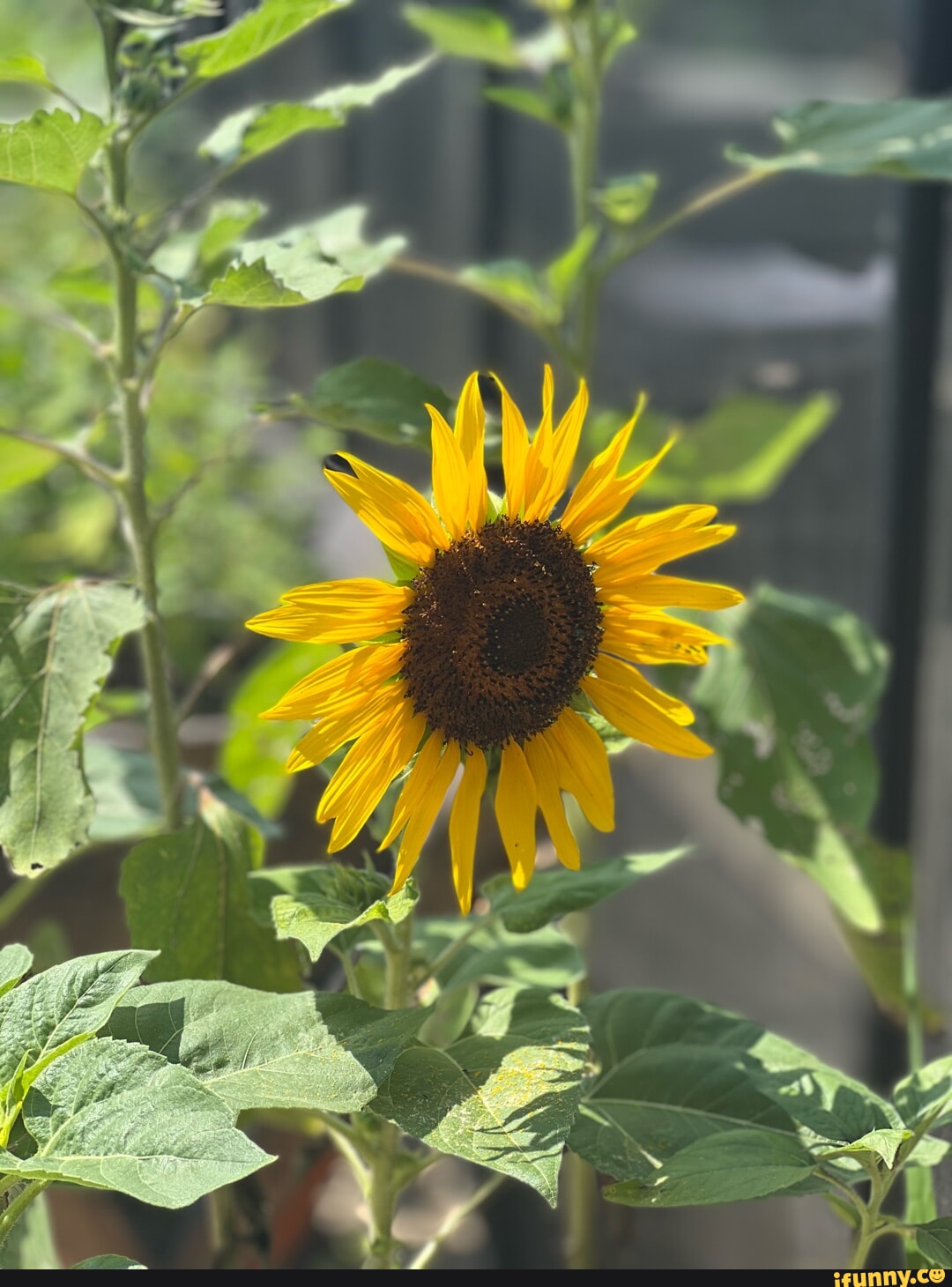 Sunflower memes. Best Collection of funny Sunflower pictures on iFunny