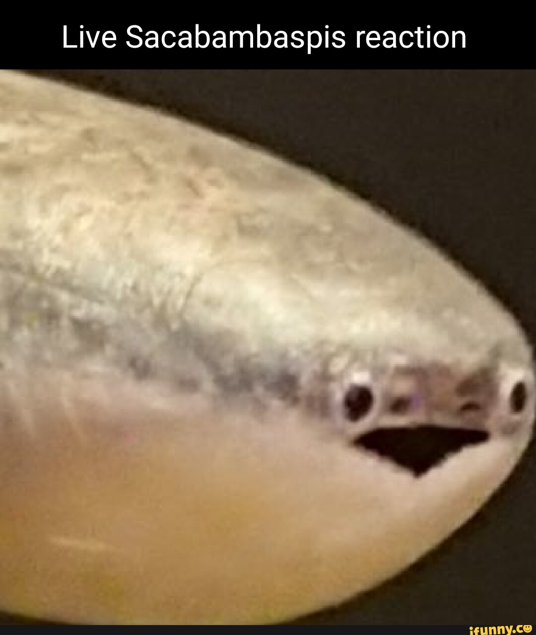 Sacabambaspis memes. Best Collection of funny Sacabambaspis pictures on iFunny