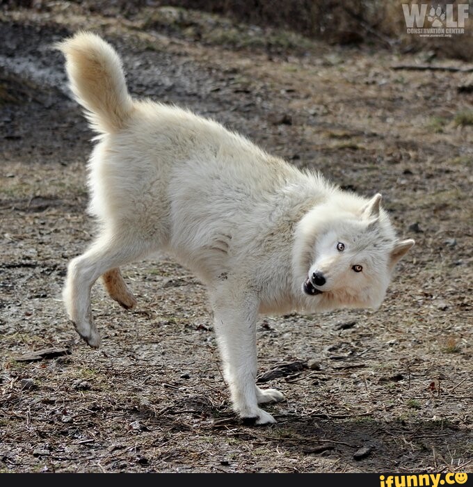 Wolfconservationcenter memes. Best Collection of funny ...