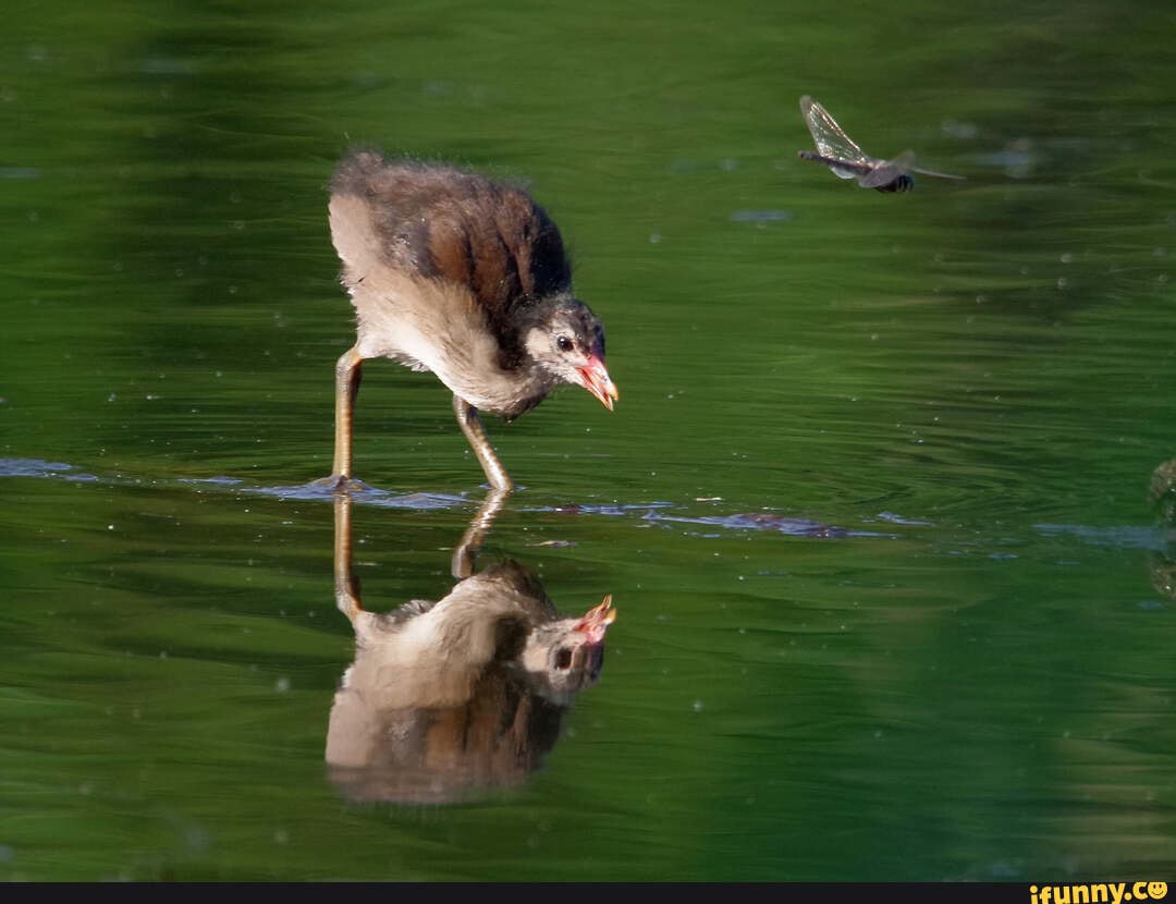 Big_feet memes. Best Collection of funny Big_feet pictures on iFunny