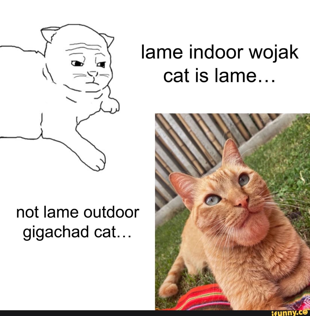 Lame indoor wojak cat is lame... not lame outdoor gigachad cat... - iFunny