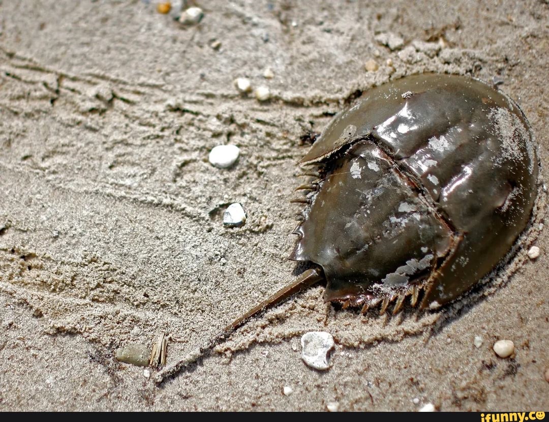 Falsecrab memes. Best Collection of funny Falsecrab pictures on iFunny