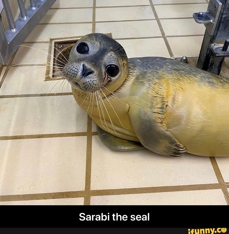 Sarabi memes. Best Collection of funny Sarabi pictures on iFunny