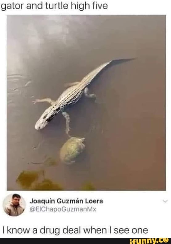 Gator and turtle high five Joaquin Guzman Loera @EIChapoGuzmanMx I know ...