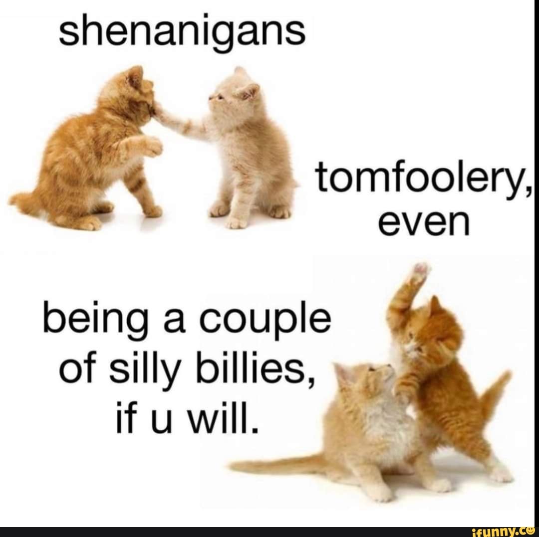 Kittymeme memes. Best Collection of funny Kittymeme pictures on iFunny