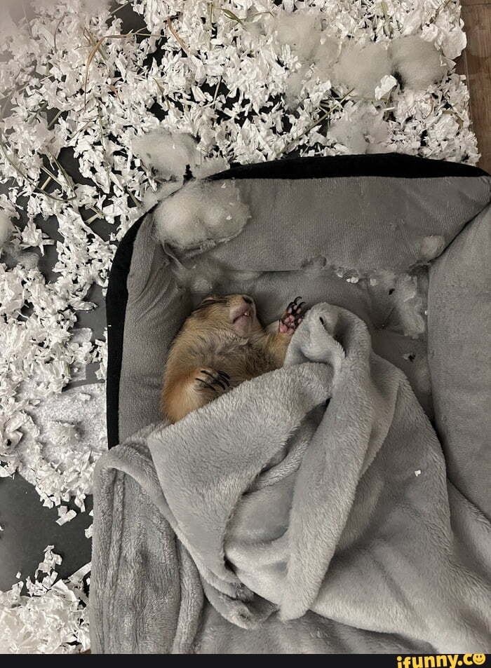 Gopher memes. Best Collection of funny Gopher pictures on iFunny