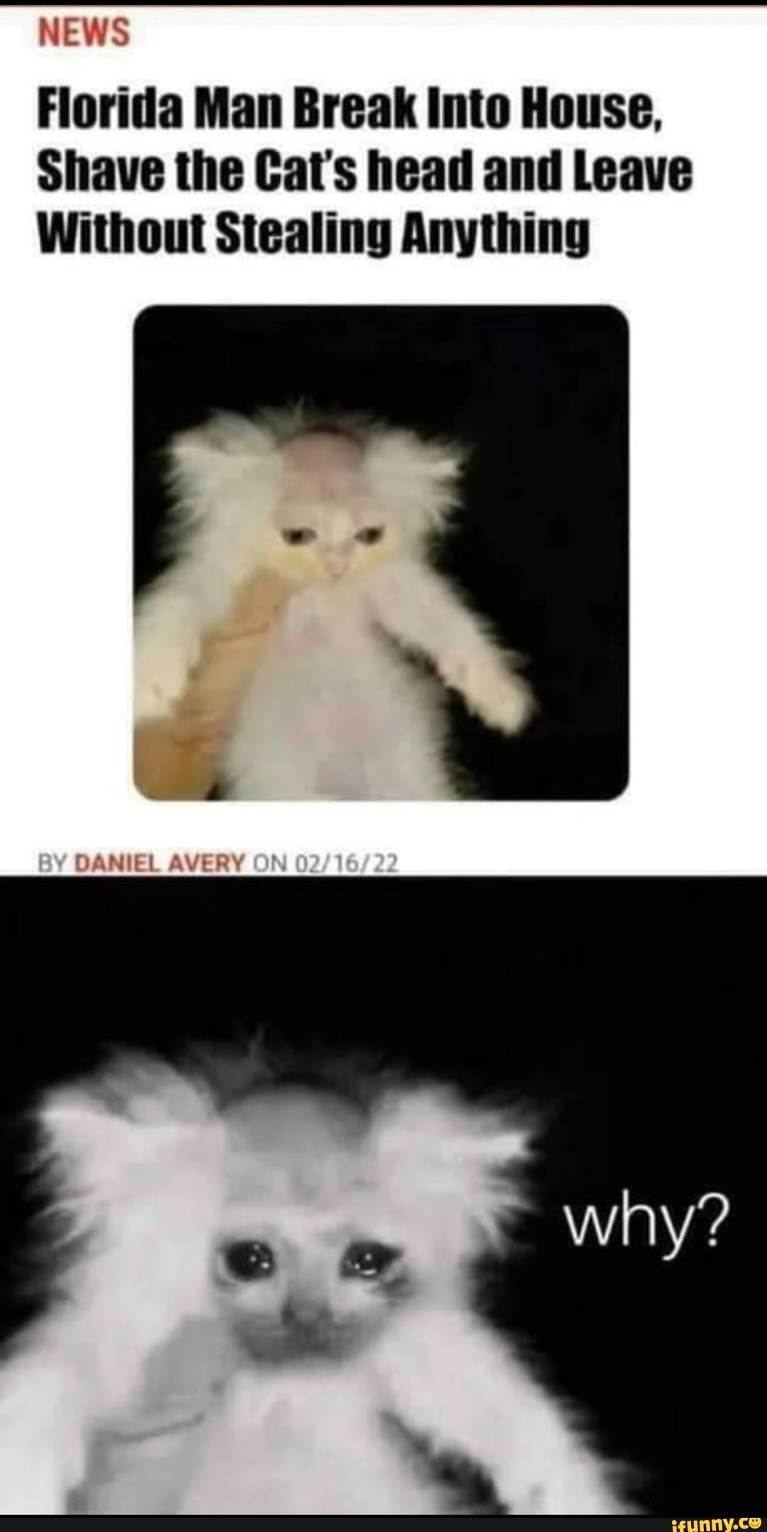 NEWS Florida Man Break Into House, Shave the Cat's head and Leave ...