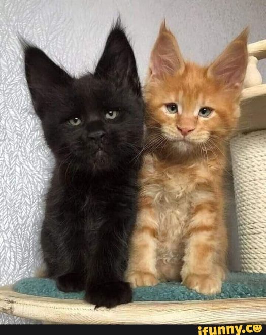 Prrr memes. Best Collection of funny Prrr pictures on iFunny