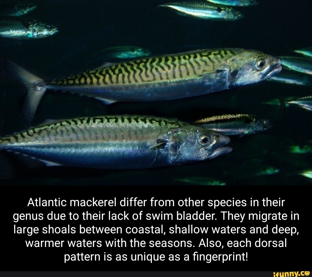 Bladder memes. Best Collection of funny Bladder pictures on iFunny