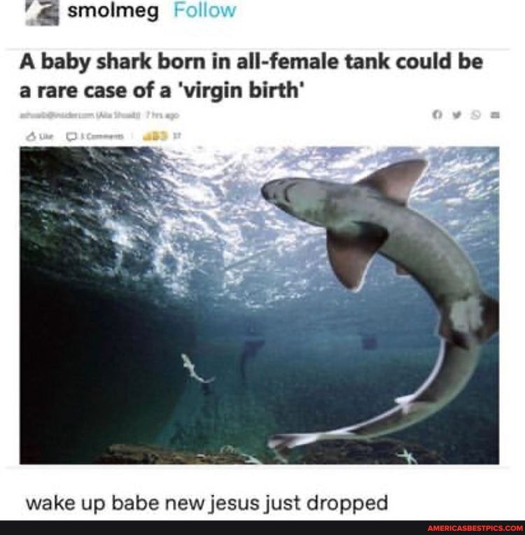 A baby shark born in all-female tank could be a rare case of a 'virgin ...