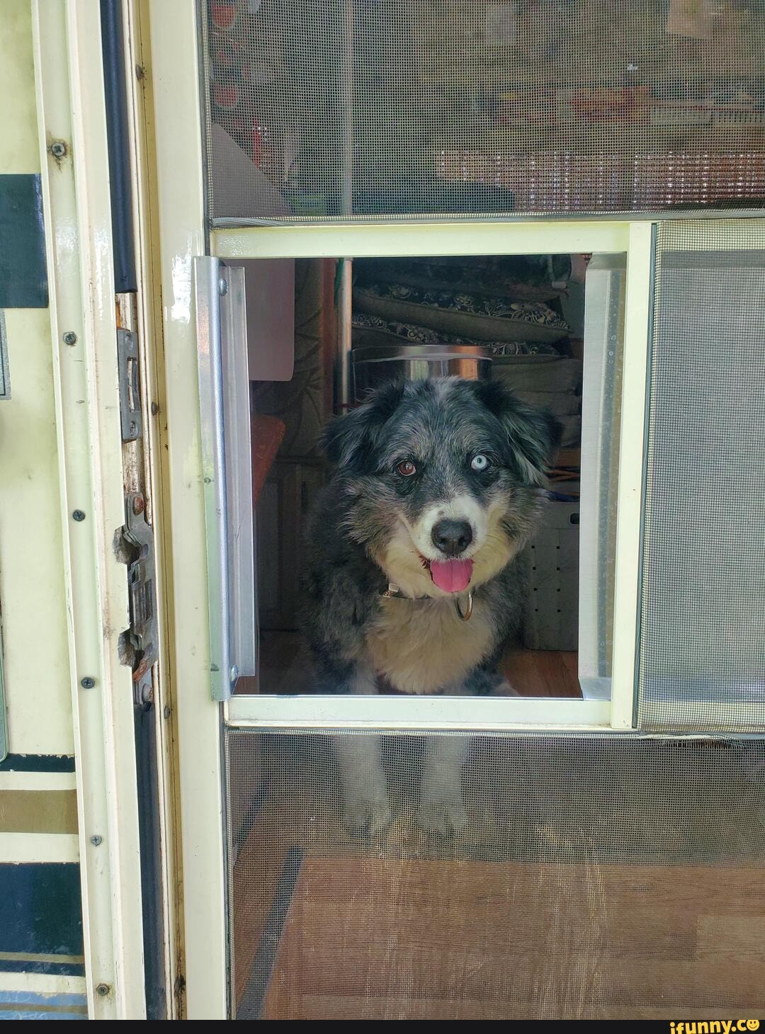 Australian_shepherd memes. Best Collection of funny Australian_shepherd ...