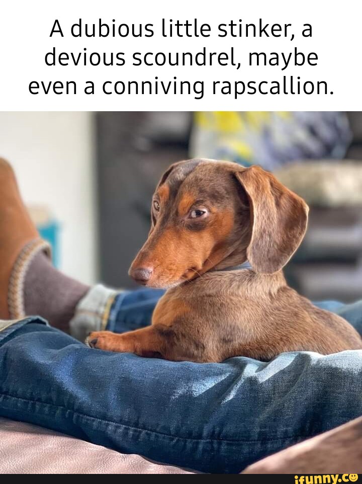 Conniving memes. Best Collection of funny Conniving pictures on iFunny