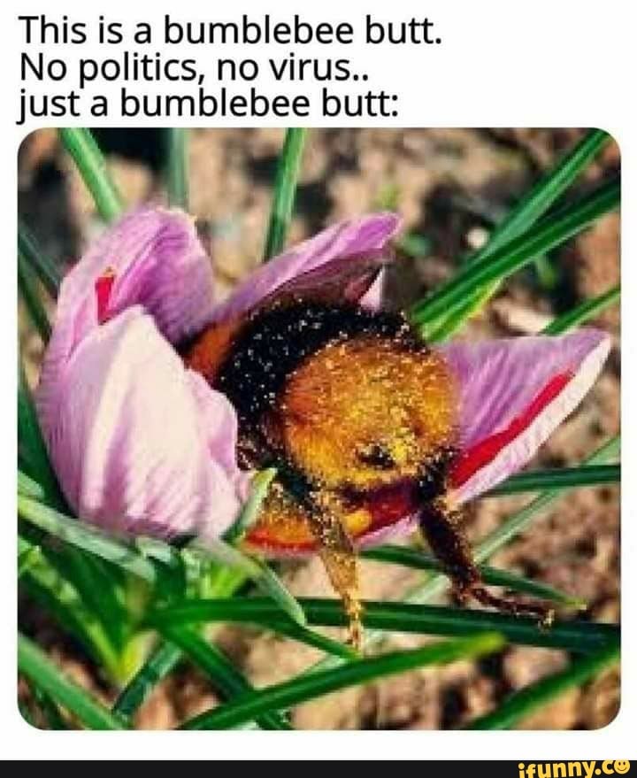 Bumblebee memes. Best Collection of funny Bumblebee pictures on iFunny
