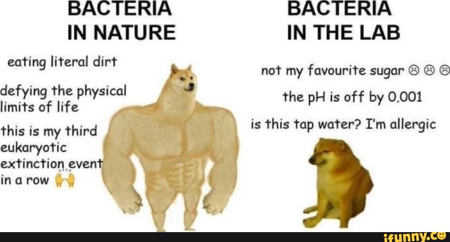 Eukaryotic memes. Best Collection of funny Eukaryotic pictures on iFunny