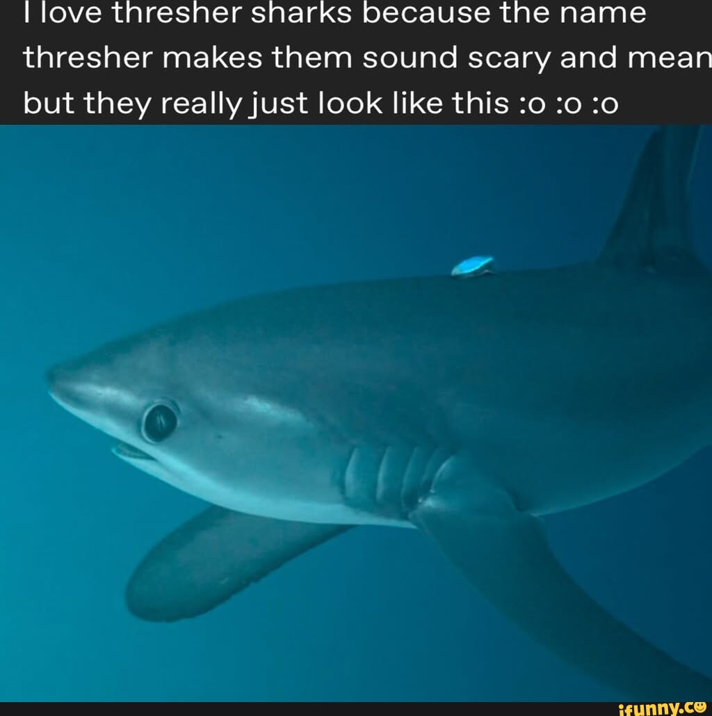 Thresher Shark Memes 🔥 Thresher Shark With Thrust