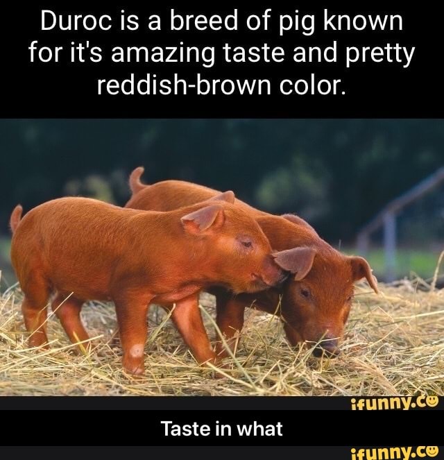 Duroc memes. Best Collection of funny Duroc pictures on iFunny