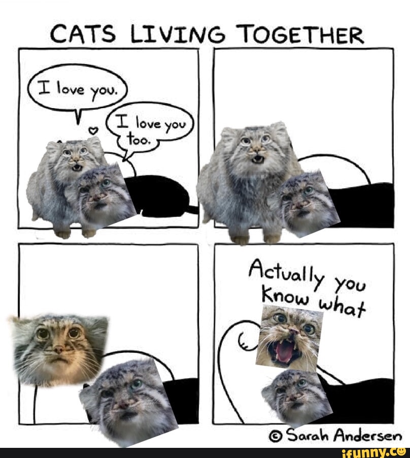 CATS LIVING TOGETHER you Sarah Andersen - iFunny