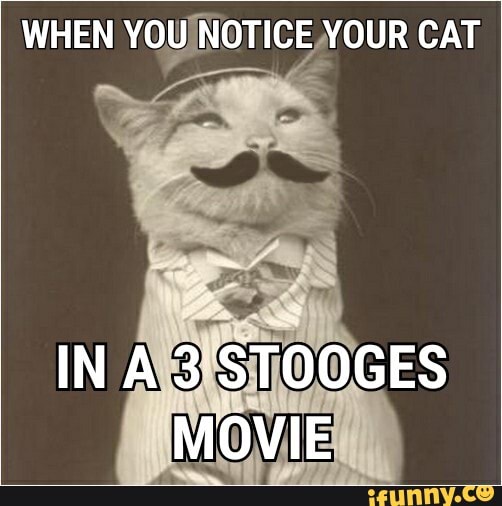 WHEN WHEN WHEN YOU NOTICE YOUR CAT NOTICE NOTICE YOUR CAT INA3 STOOGES ...