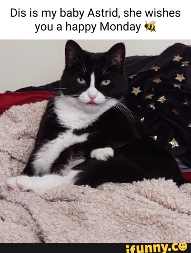 Happy Monday Cat Meme