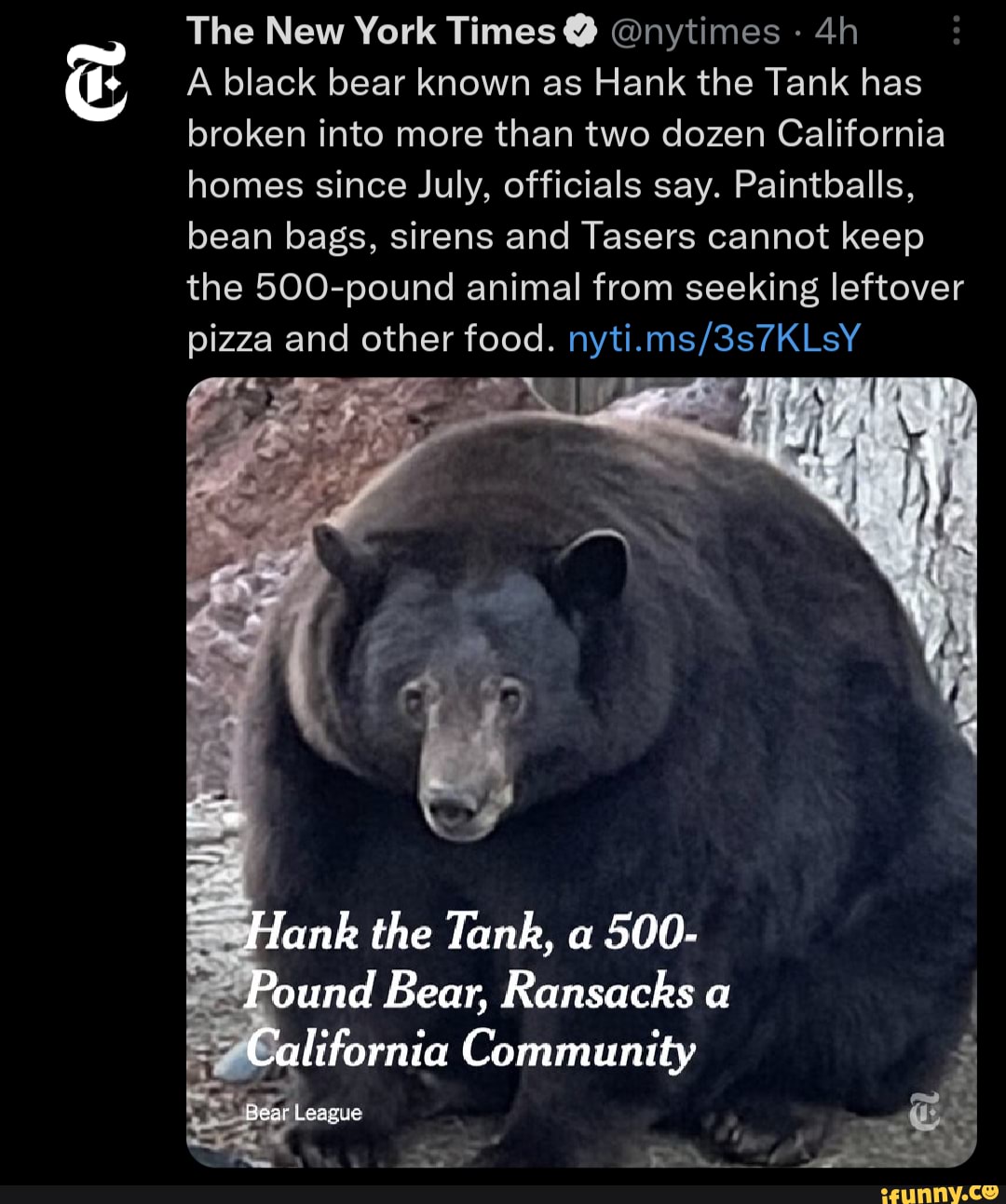 The New York Times @nytimes - black bear known as Hank the Tank has ...