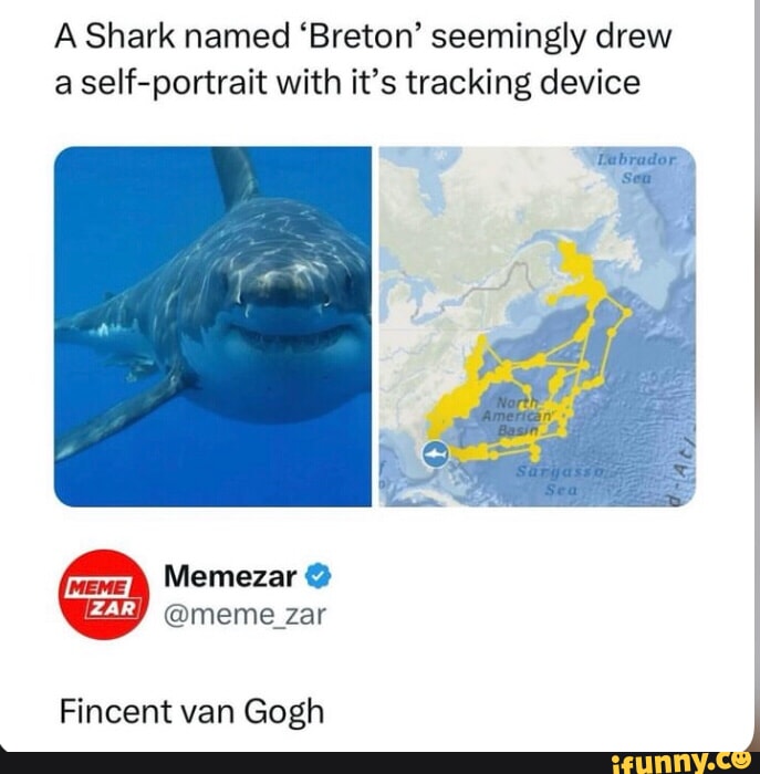 A Shark named 'Breton' seemingly drew a self-portrait with it's ...