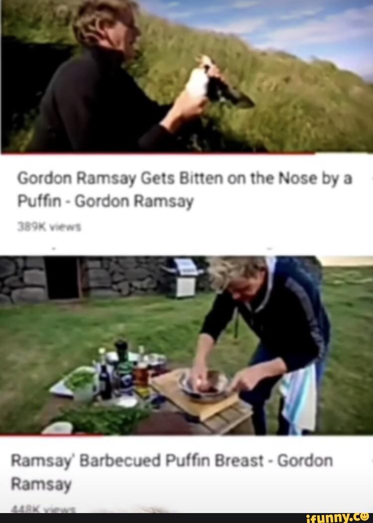 Gordon Ramsay Gets Bitten on the Nose by a Puffin - Gordon Ramsay ...