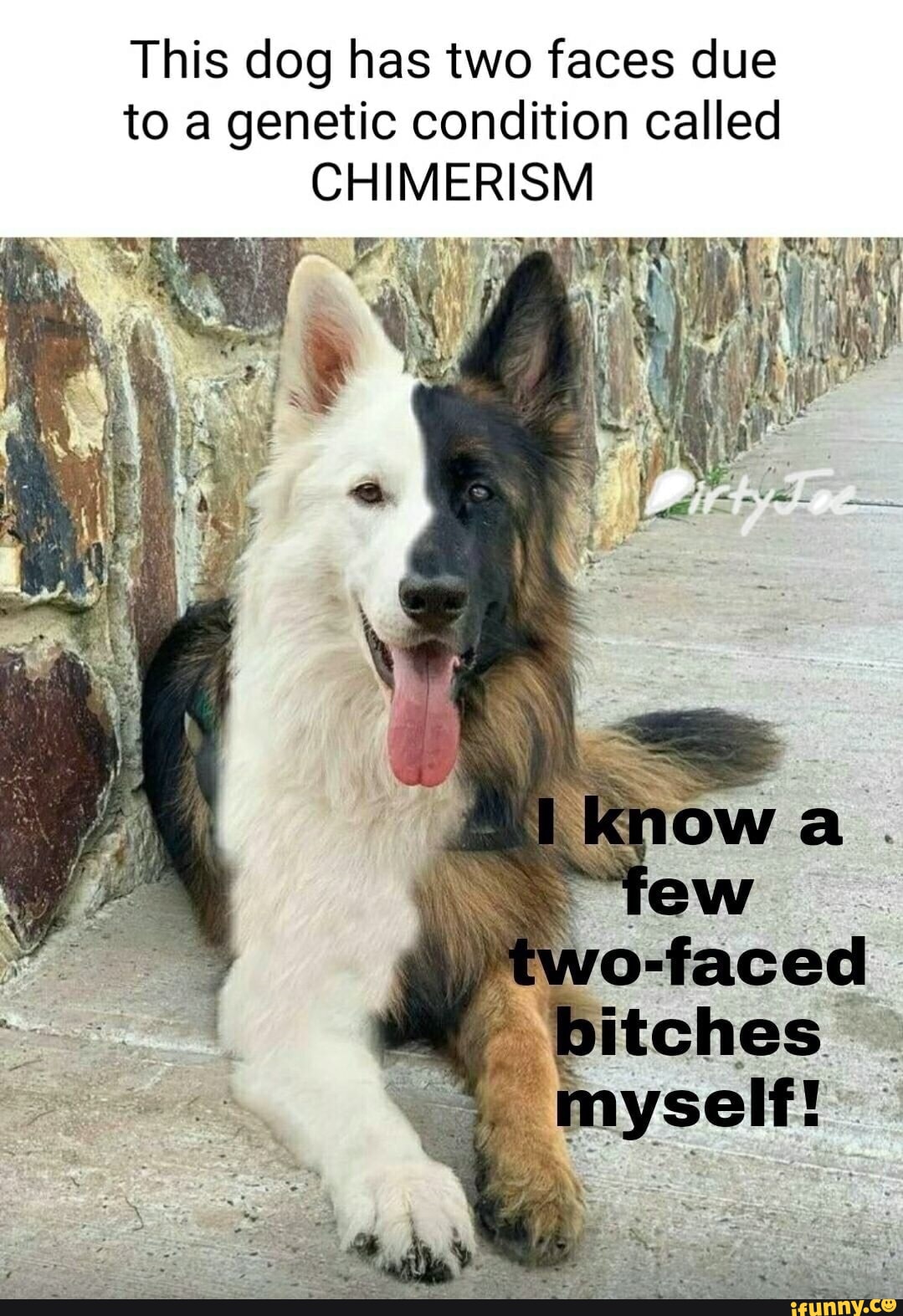 This dog has two faces due to a genetic condition called CHIMERISM ow ...