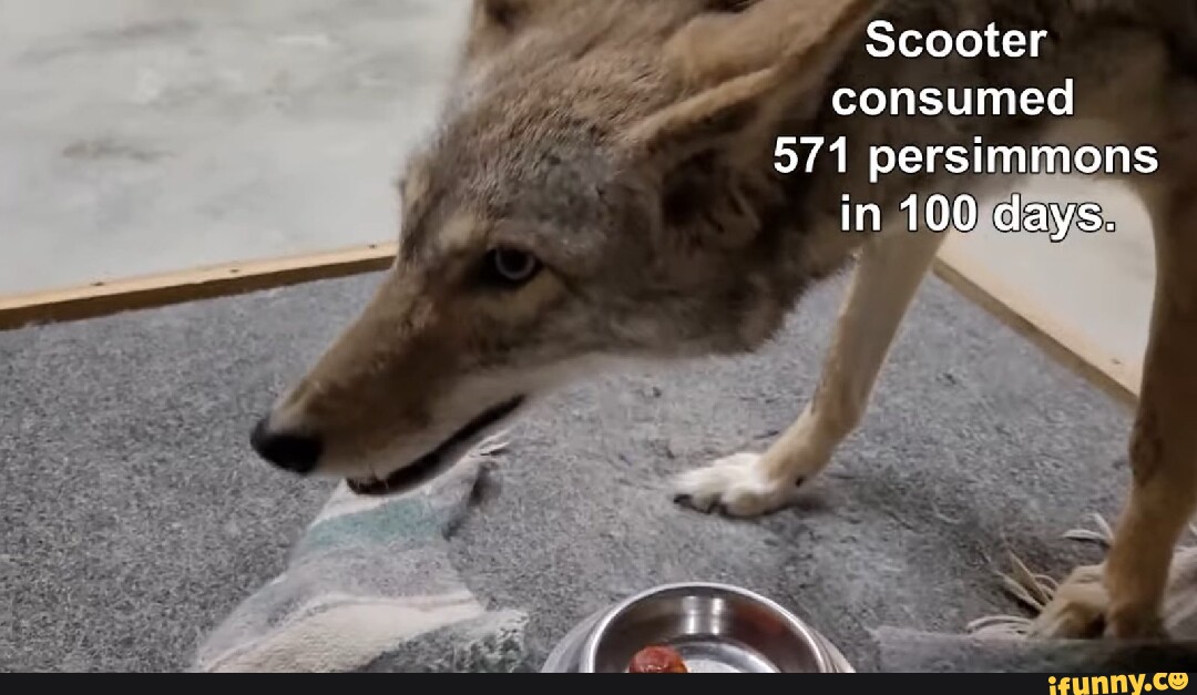 Persimmons memes. Best Collection of funny Persimmons pictures on iFunny