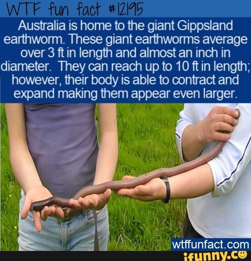 Fun fact Australia is home to the giant Gippsland earthworm. These ...