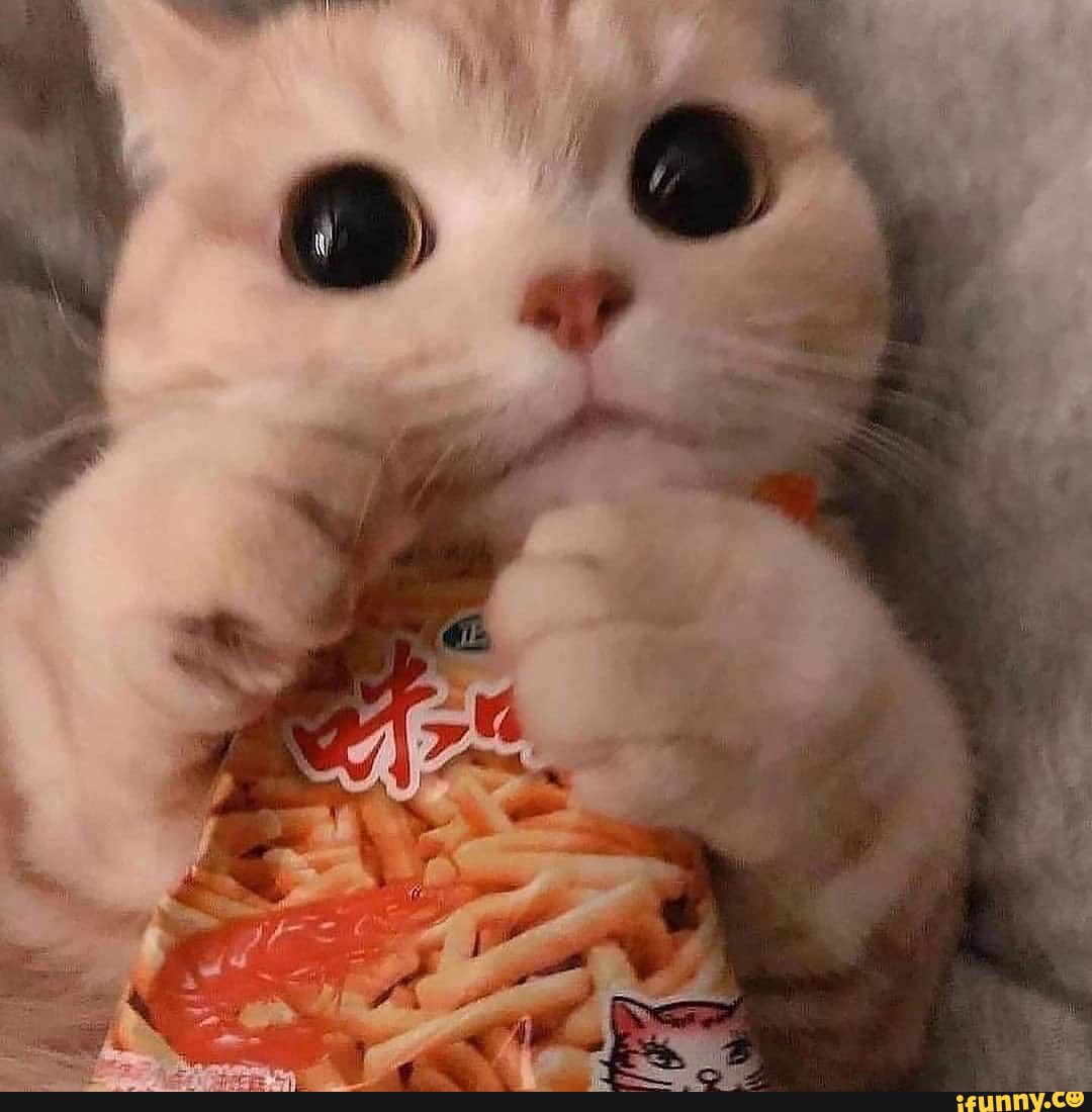 Baby_cat memes. Best Collection of funny Baby_cat pictures on iFunny