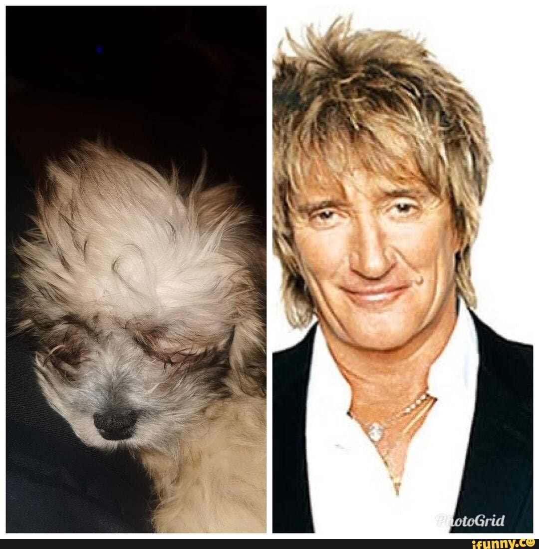Rod_stewart memes. Best Collection of funny Rod_stewart pictures on iFunny