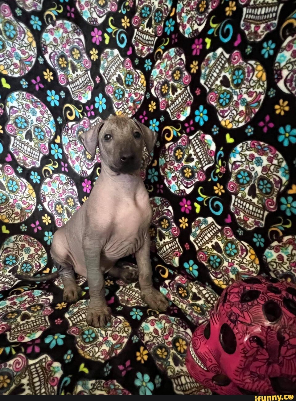 Xoloitzcuintle memes. Best Collection of funny Xoloitzcuintle pictures ...
