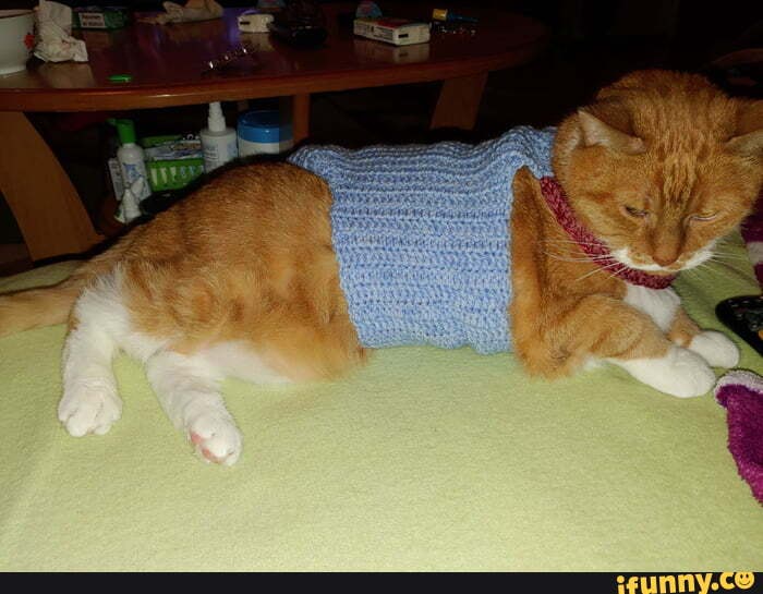 Old_cat memes. Best Collection of funny Old_cat pictures on iFunny