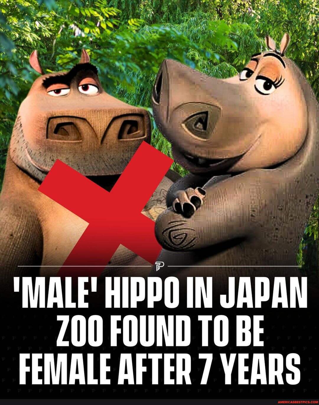A Japanese zoo recently discovered that a hippopotamus, Gen-chan ...