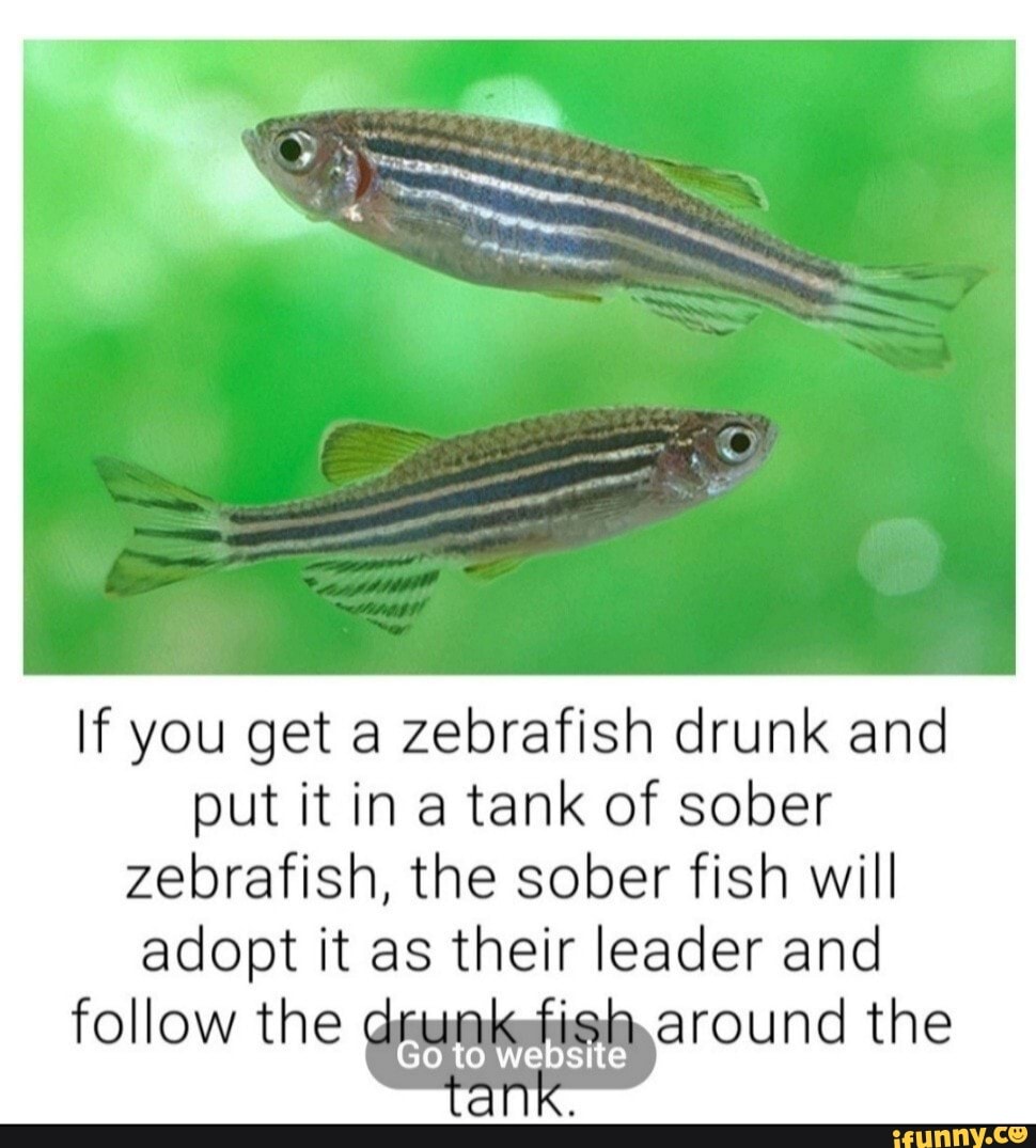 Zebrafish memes. Best Collection of funny Zebrafish pictures on iFunny
