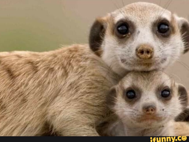 Meerkat memes. Best Collection of funny Meerkat pictures on iFunny