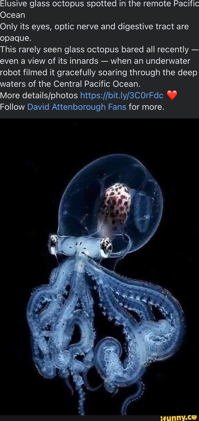 Elusive glass octopus spotted In the remote Pacitic Ocean Only its eyes ...