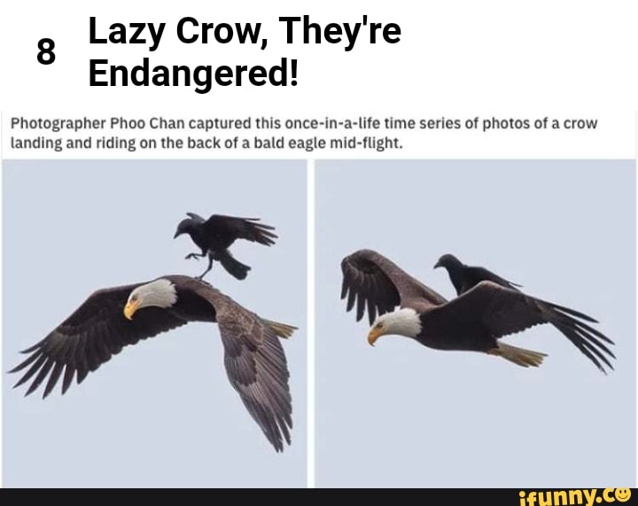 Lazy Crow, They're Endangered! Photographer Phoo Chan captured this ...